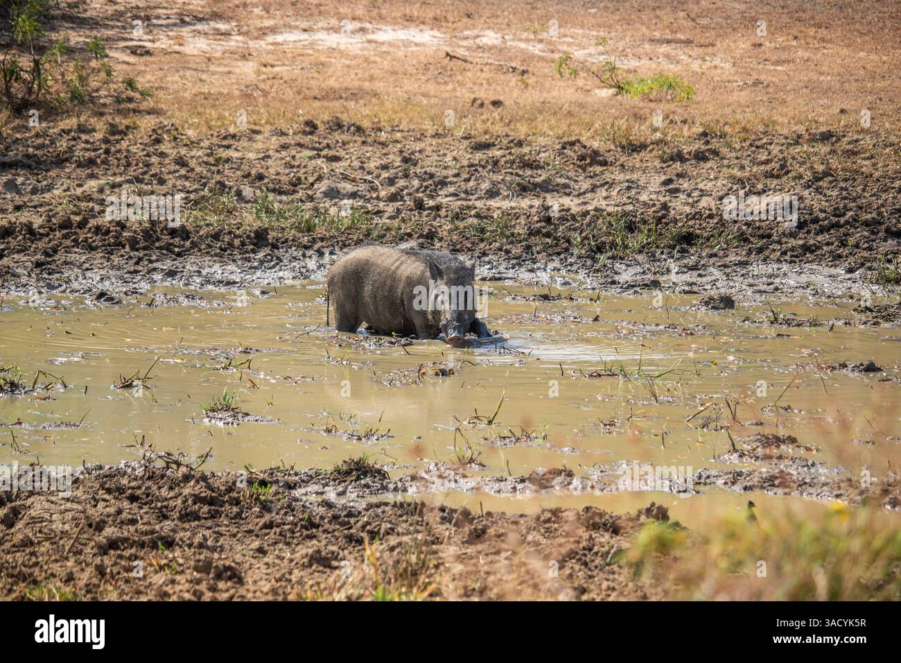 Swamp landscape with wild boar in yala national park hi-res stock ...