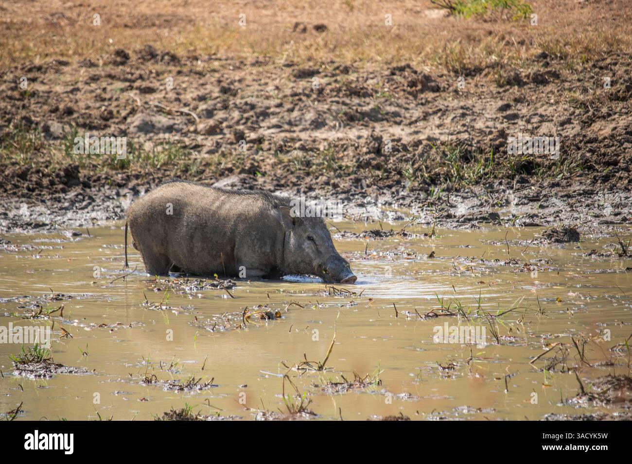Swamp landscape with wild boar in Yala National Park, Uva, Sri Lanka ...