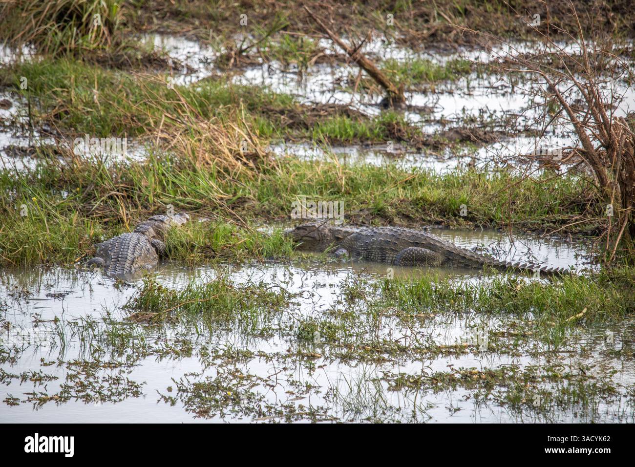 Swamp landscape with crocodiles in Yala National Park, Uva, Sri Lanka ...