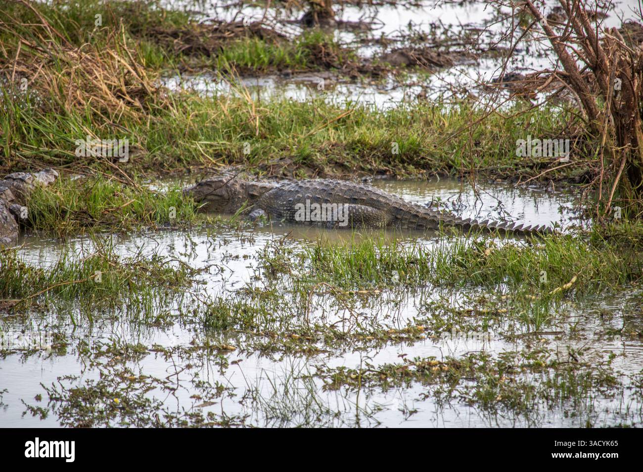 Swamp landscape with crocodiles in Yala National Park, Uva, Sri Lanka ...