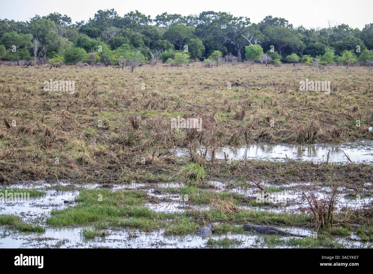 Yala swamp hi-res stock photography and images - Alamy