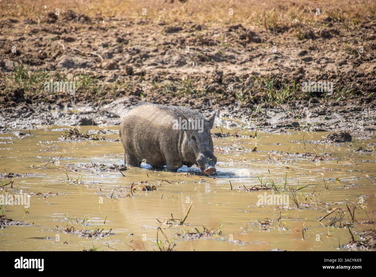 Swamp landscape with wild boar in Yala National Park, Uva, Sri Lanka ...