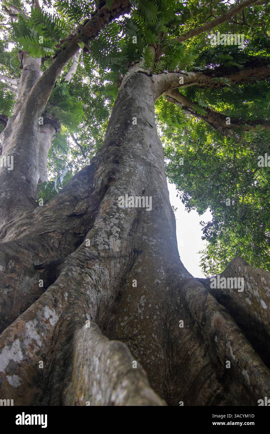 Old tree in the Royal Botanical Garden Peradeniya, Kandy, Sri Lanka ...