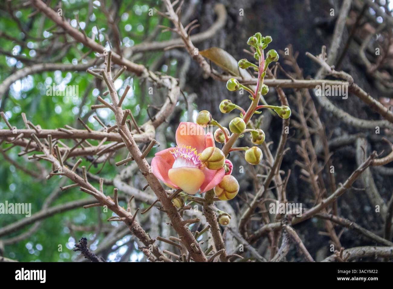 Flowers in the Royal Botanical Garden Peradeniya, Kandy, Sri Lanka ...