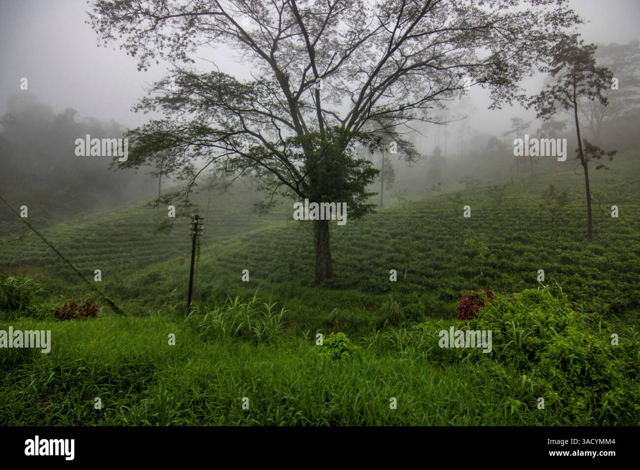 Landscape photography in the fertile highlands in a subtropical climate ...