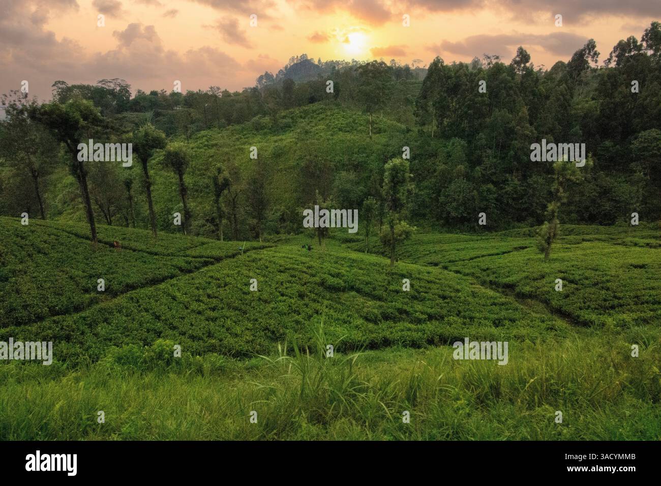 Landscape photography in the fertile highlands in a subtropical climate ...