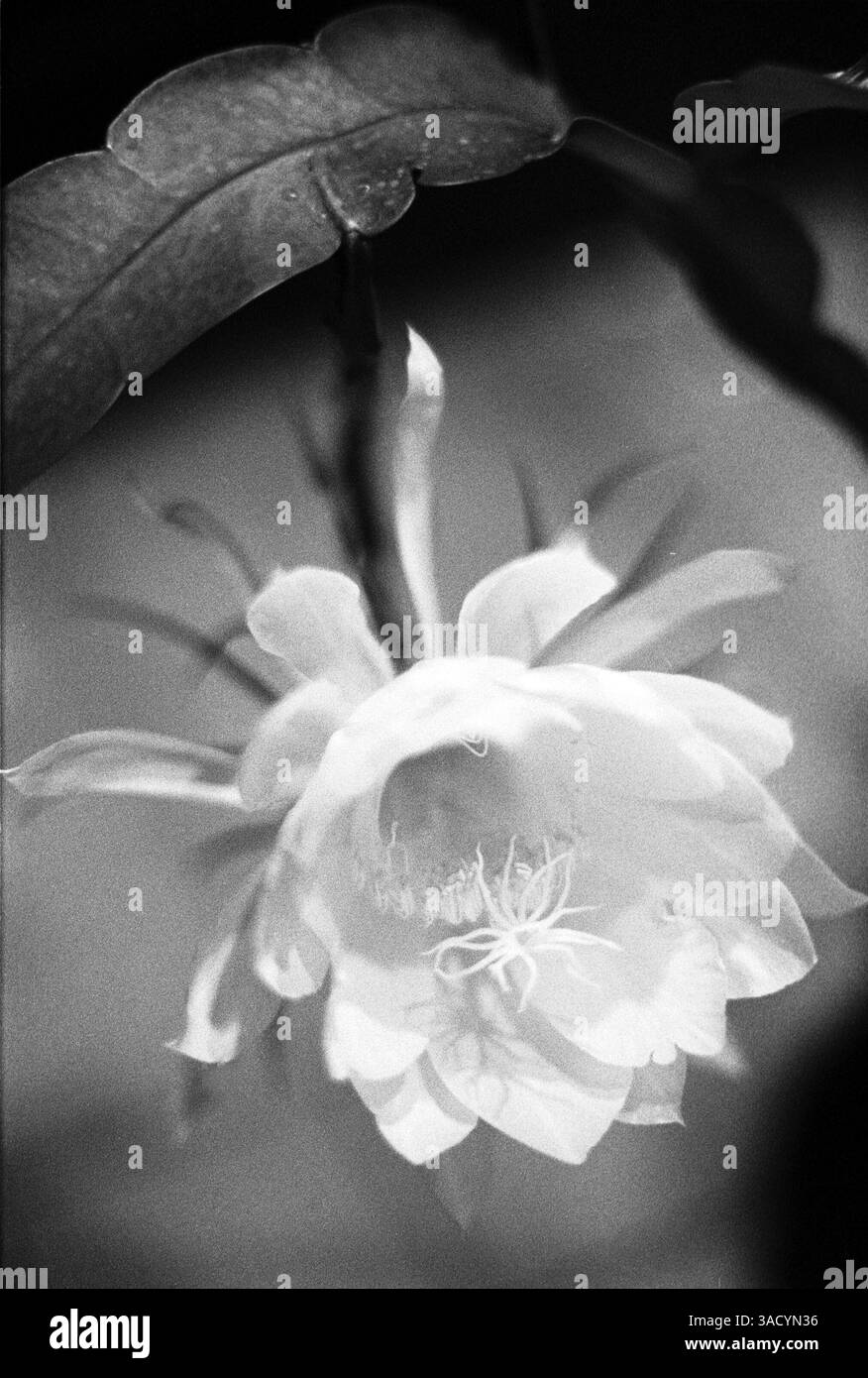 Pisona hi-res stock photography and images - Alamy