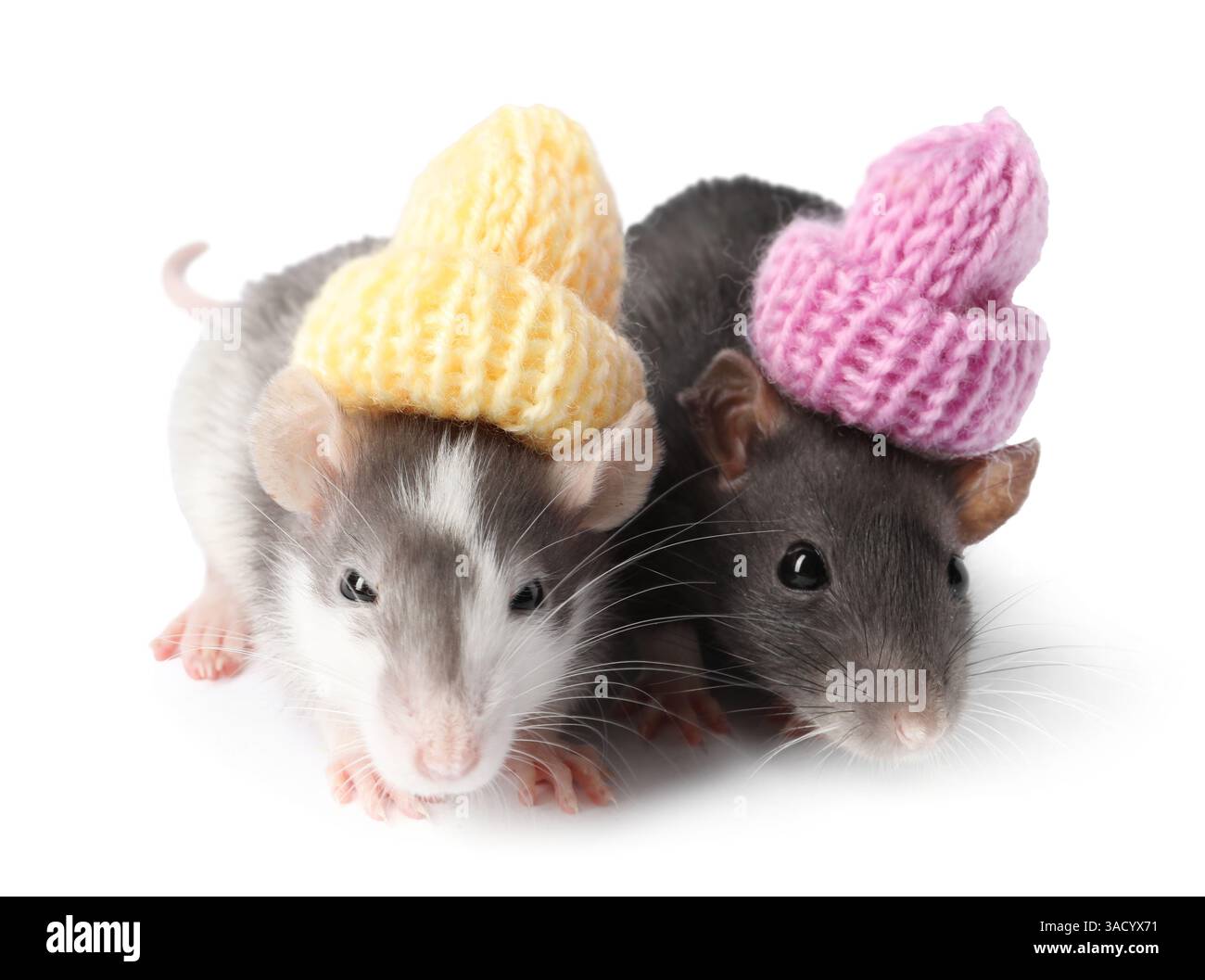 Cute rats in hats on white background Stock Photo - Alamy