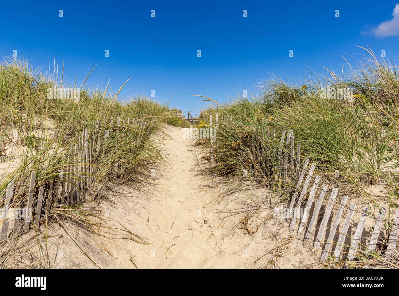 simple path through the beach grass to the ocean beach Stock Photo - Alamy