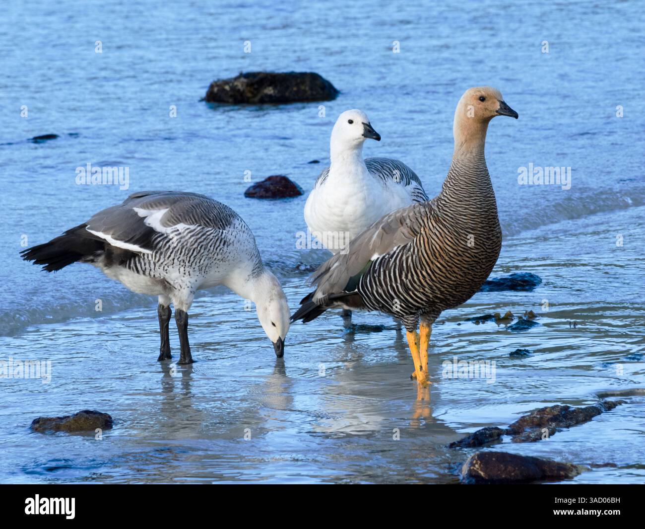 Falkland Islands. Two male upland geese stand with a female along the ...