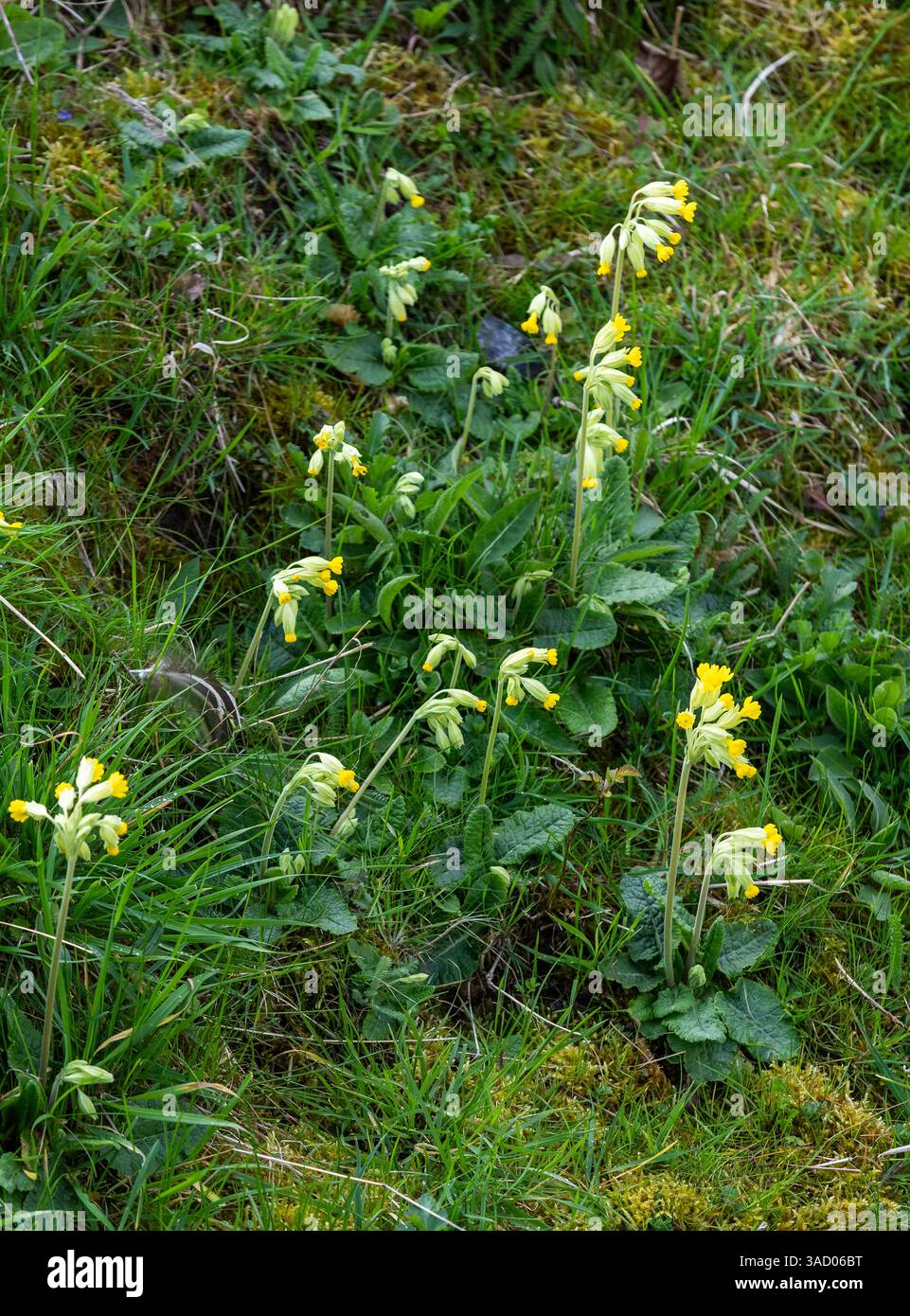 Group of cowslips hi-res stock photography and images - Alamy