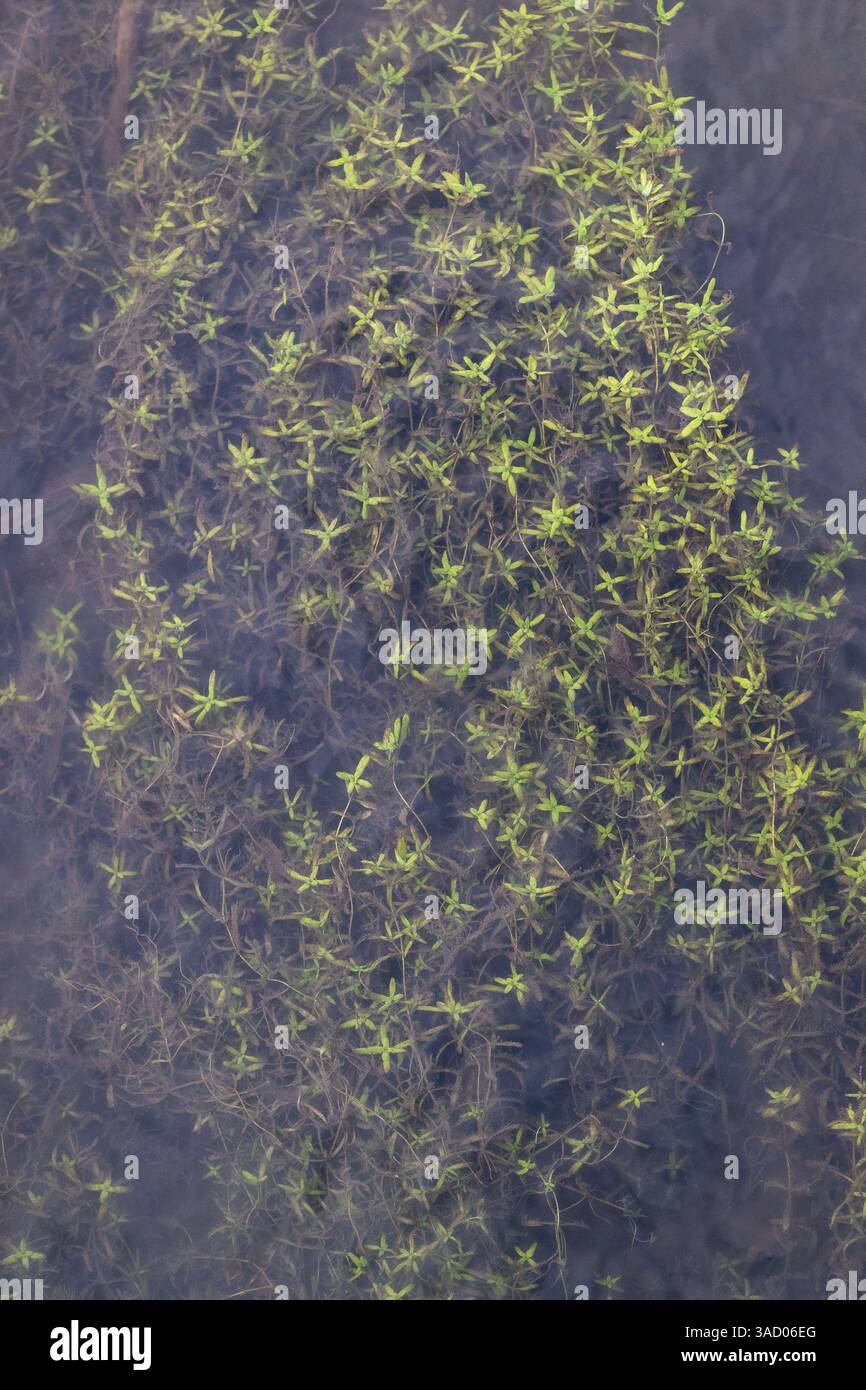 River weed. Slimbridge group course Stock Photo - Alamy