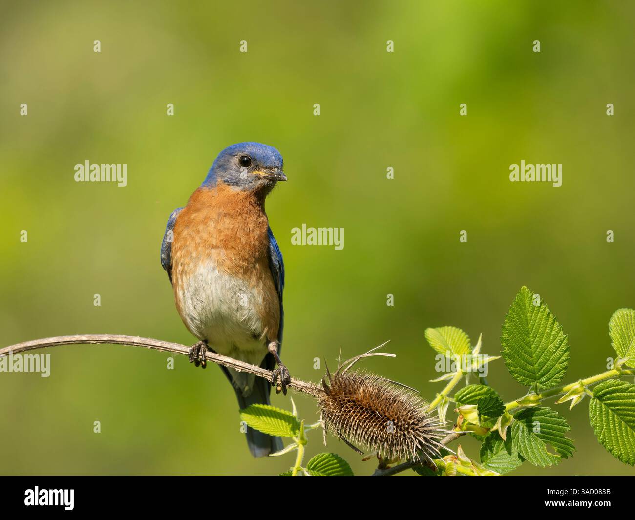 Eastern bluebird, Central Pennsylvania, Usa Stock Photo - Alamy