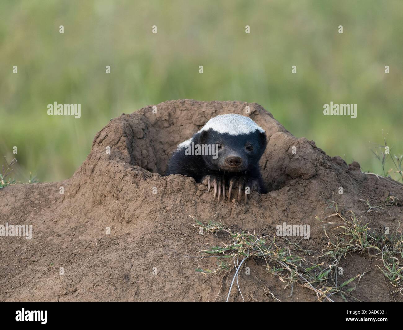 Ratel, aka honey badger, in burrow, Serengeti National Park, Tanzania ...