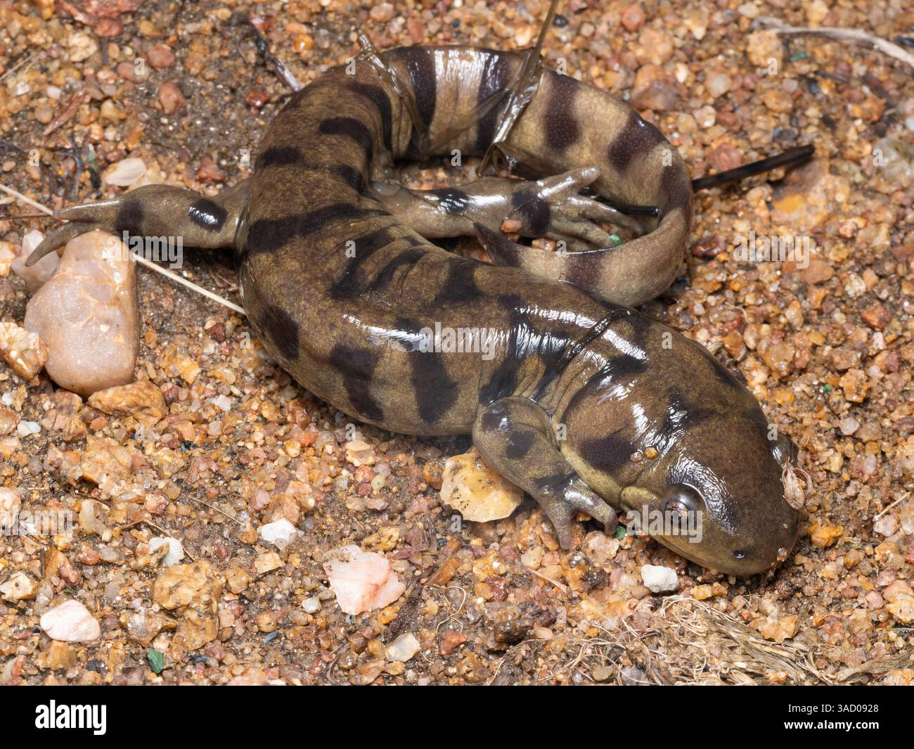 Barred tiger salamander ambystoma hi-res stock photography and images ...