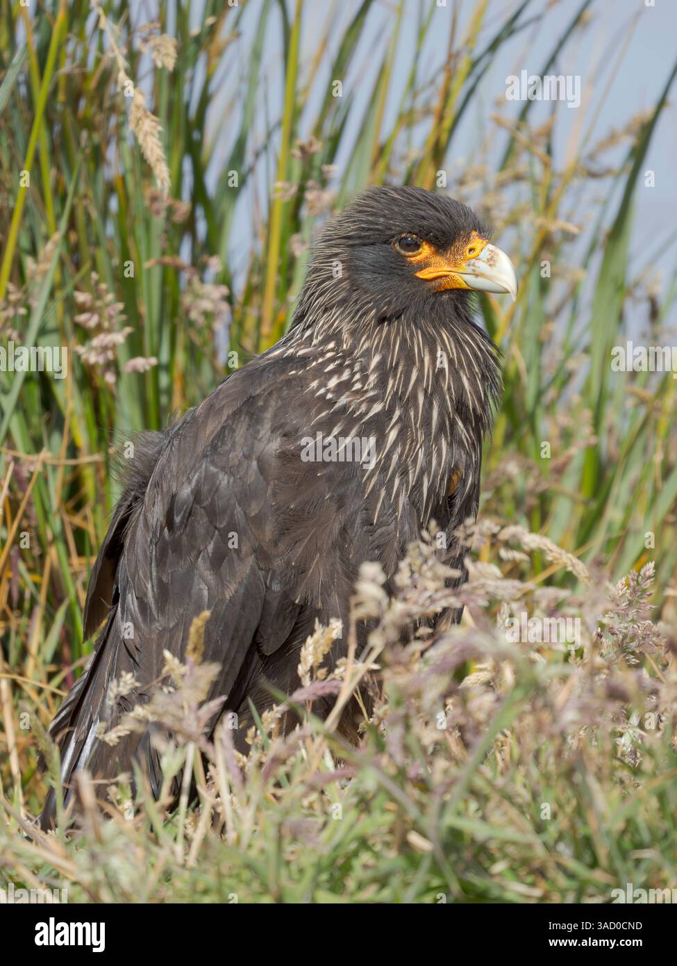 Striated caracara or Johnny Rook, rare bird of prey restricted to the ...