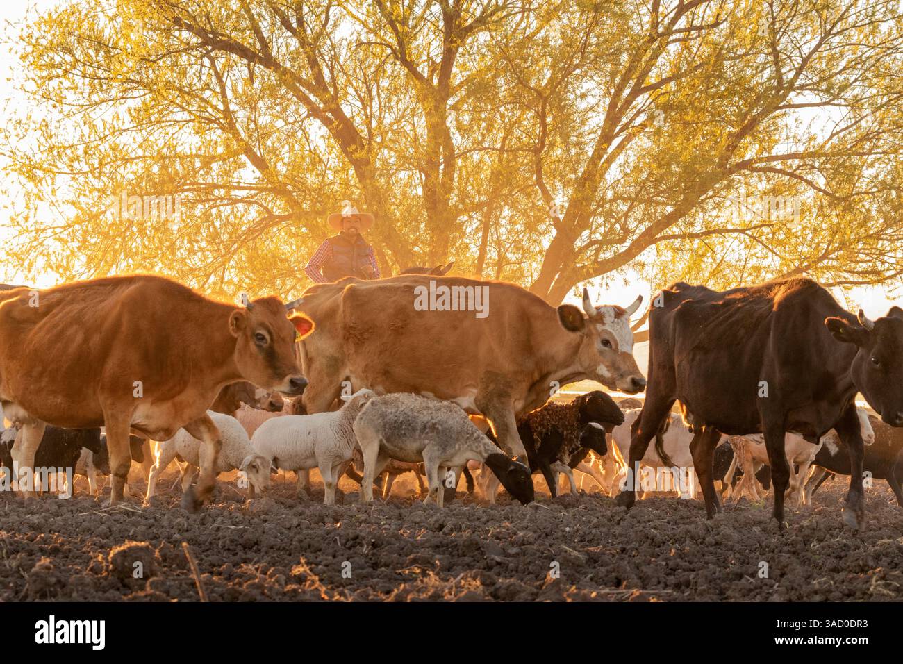 Cows and other livestock being driven home at sunset. San Miguel de ...