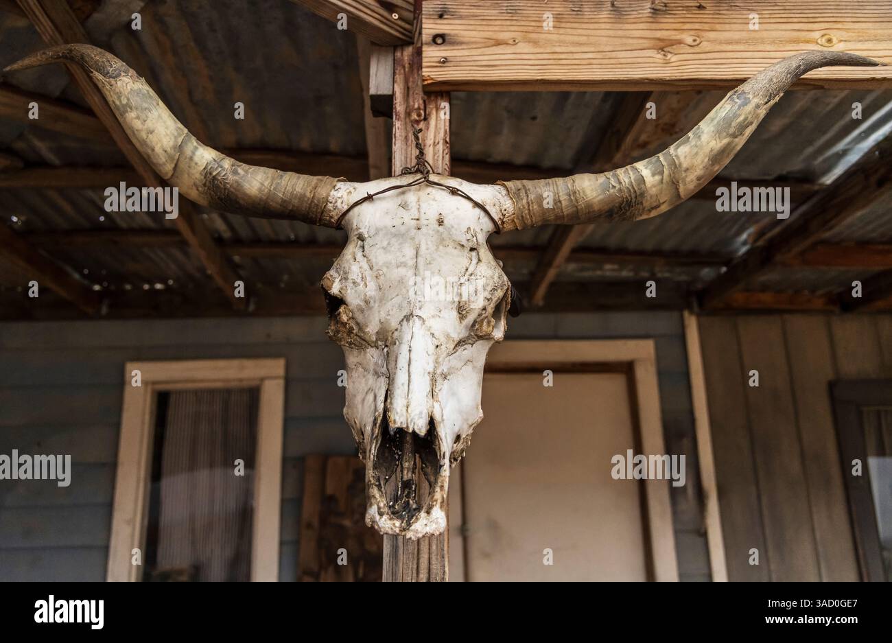 Cow skull hanging in a simulated old west town in Arizona, USA Stock ...