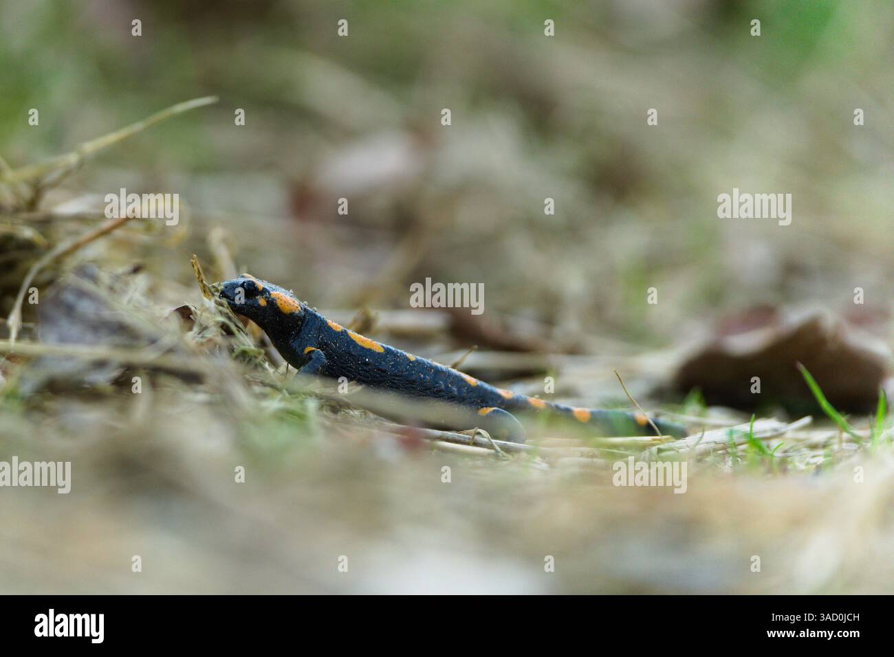 Salamandra salamandra aka fire salamander in his habitat on the field ...