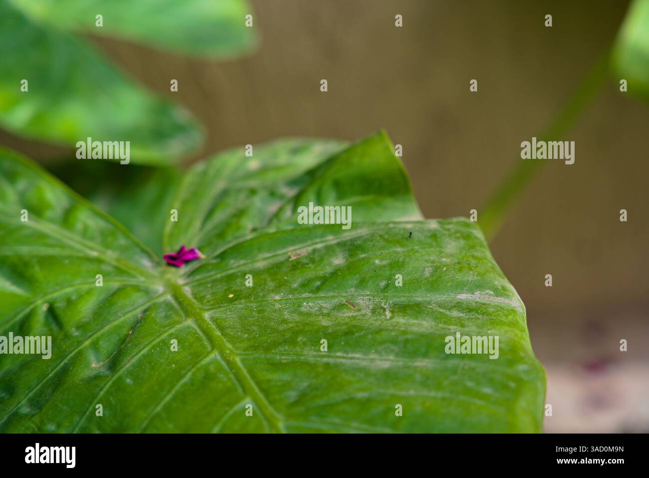 A lateral view of leaf of a species of an Elephant's ear plant. A small ...
