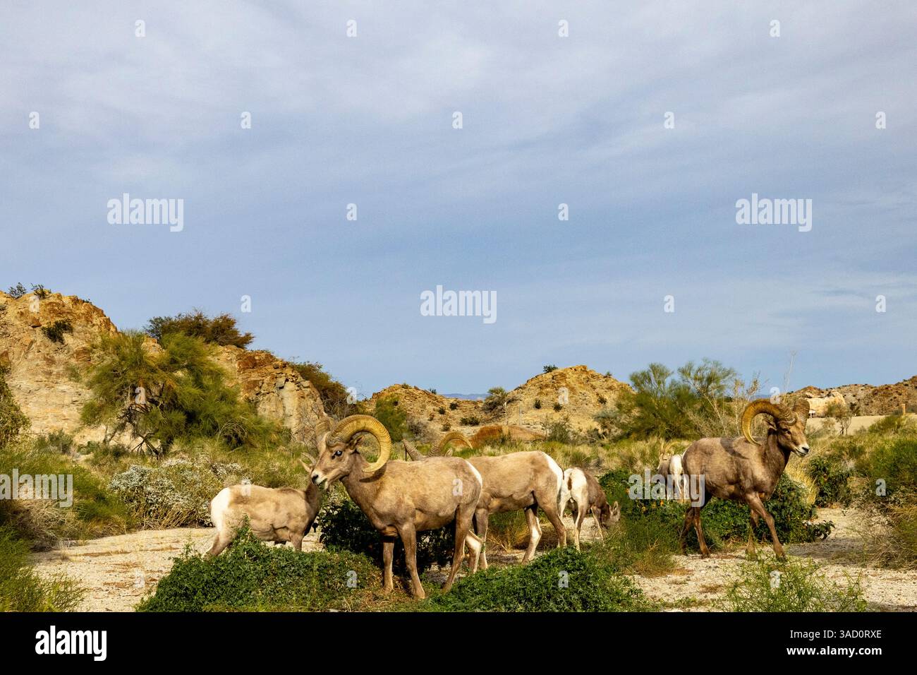 Band of desert bighorn sheep in the Santa Rosa Mountains in the ...