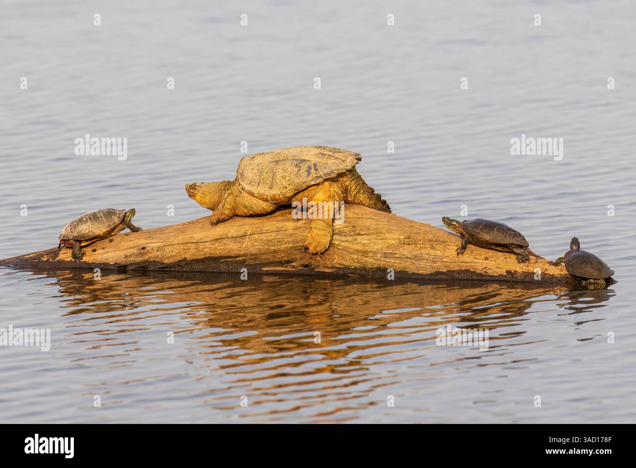 Common snapping turtle on log with Painted Turtles in wetland, Marion ...