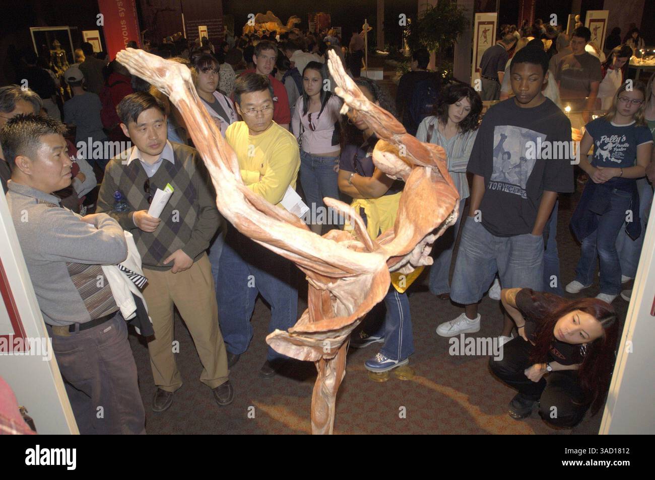 Human body plastinates hi-res stock photography and images - Alamy