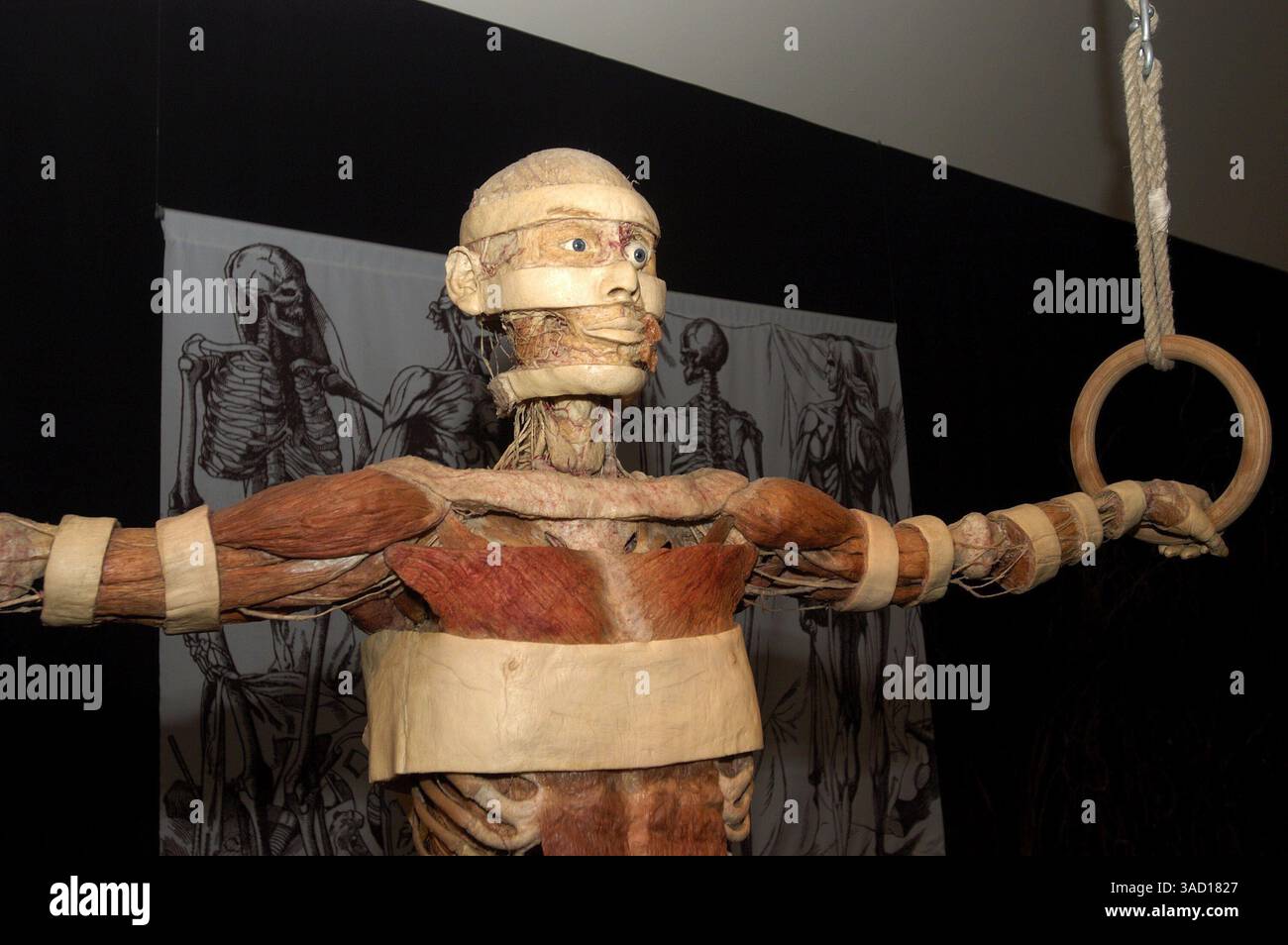 Plastinated human body hi-res stock photography and images - Alamy