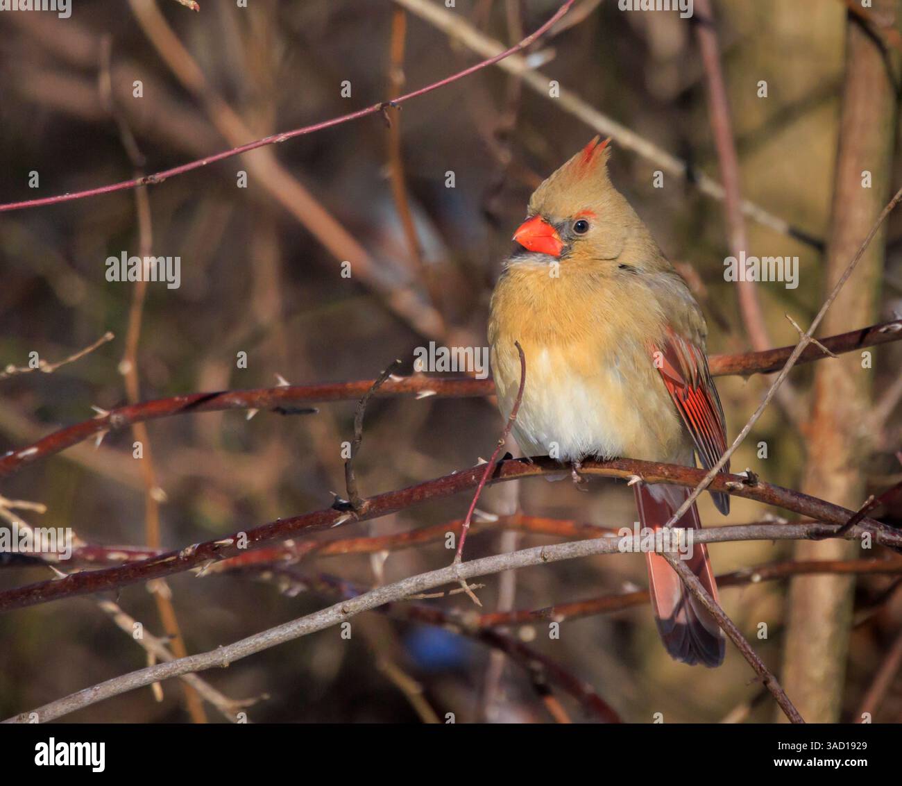 Wendy creek hi-res stock photography and images - Alamy