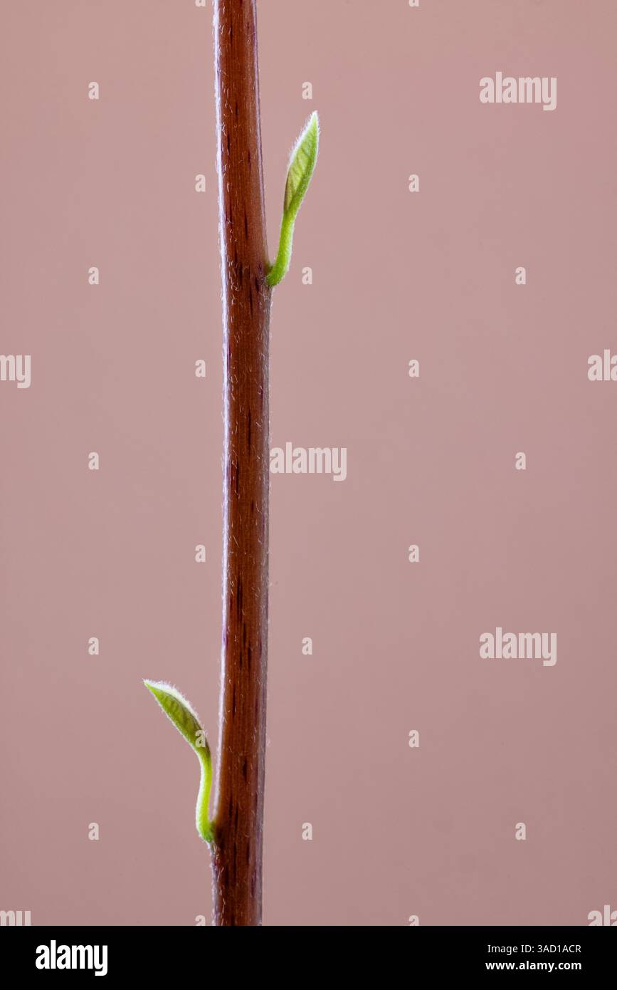 Young green avocado plant, growth Stock Photo - Alamy