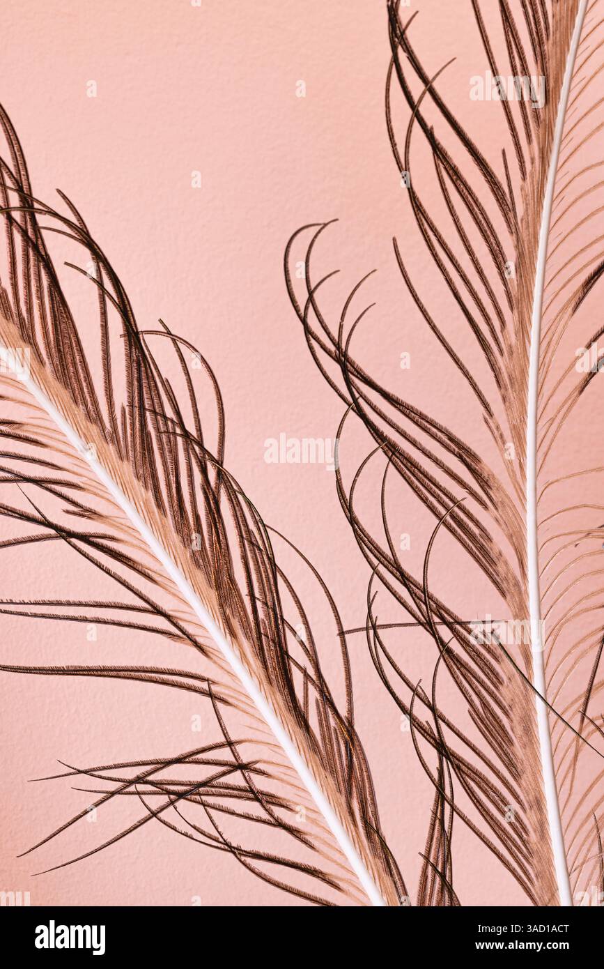 Part of a peacock feather, peach fuzz color as background Stock Photo ...