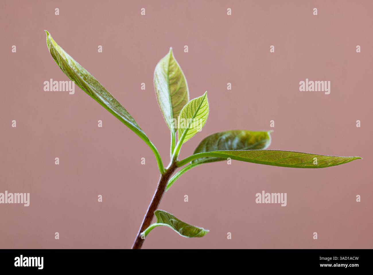Young green avocado plant, growth Stock Photo - Alamy