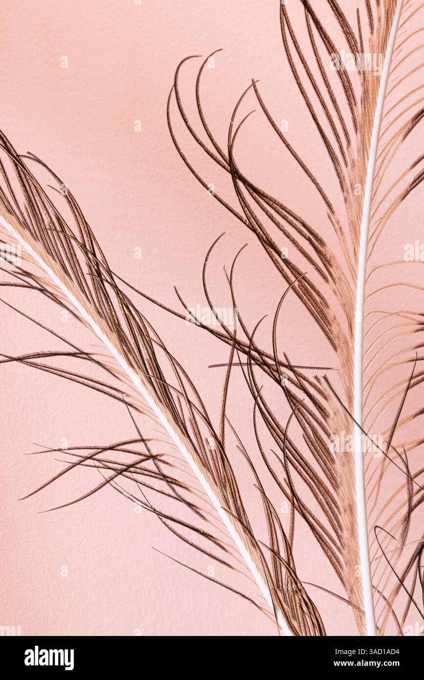 Part of a peacock feather, peach fuzz color as background Stock Photo ...
