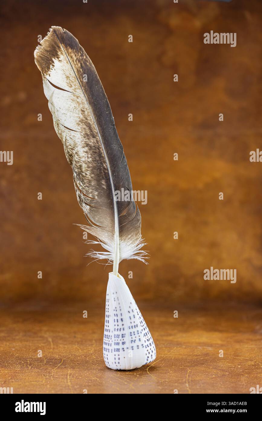 Life of a snail hi-res stock photography and images - Alamy