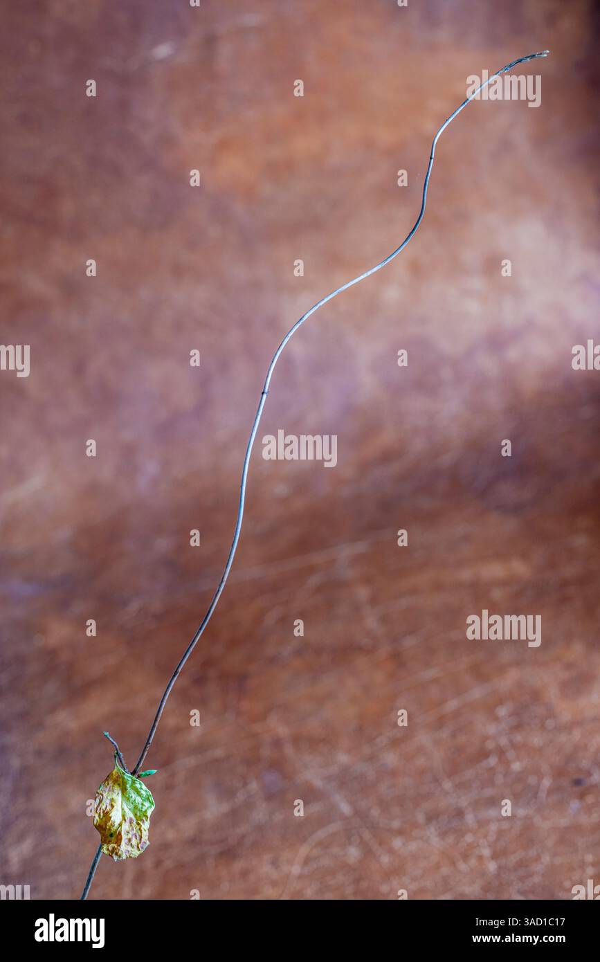 Inflorescence peduncle hi-res stock photography and images - Alamy