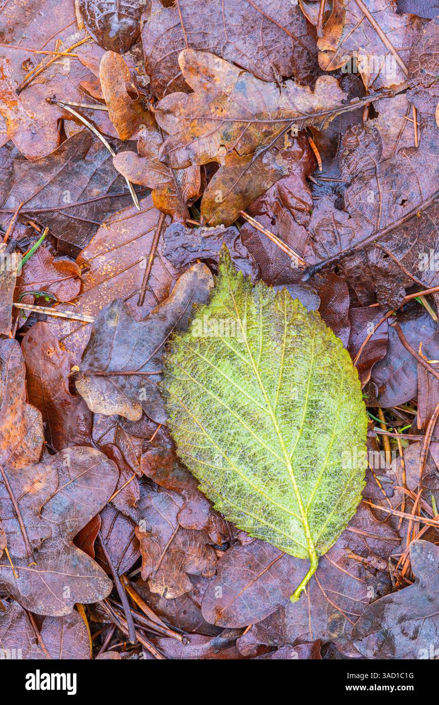 View fall colors from hi-res stock photography and images - Alamy