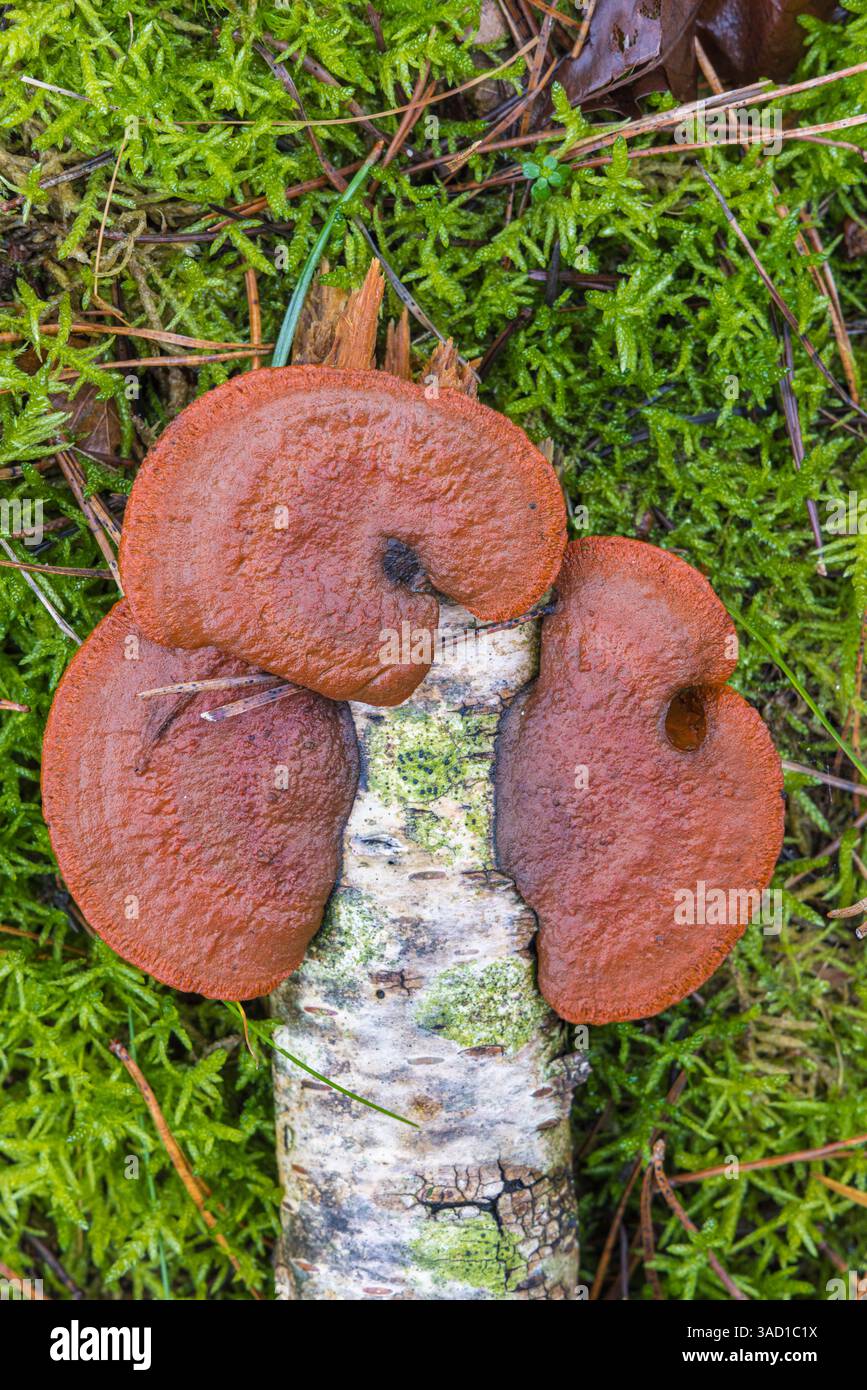 Northern cinnabar sponge (Pycnoporus cinnabarinus) or cinnabar red ...