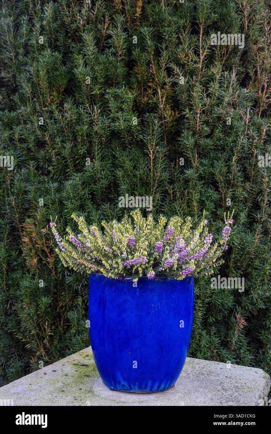 Erica in a flower pot hi-res stock photography and images - Alamy