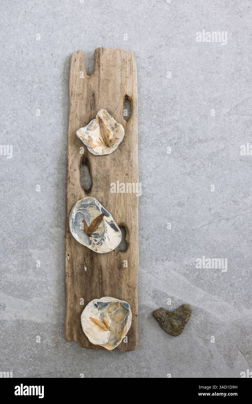 A variety of objects from nature, driftwood, mussel shells Stock Photo ...