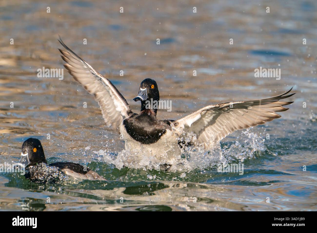 Ring necked duck landing hi-res stock photography and images - Alamy