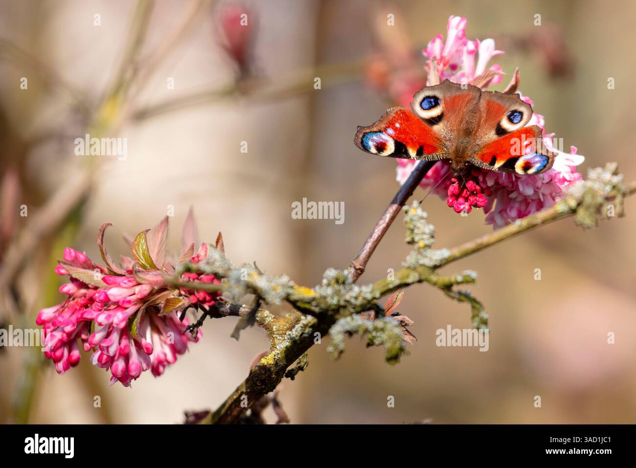 Winter snowball, bodnant snowball (Viburnum x bodnantense) with peacock ...