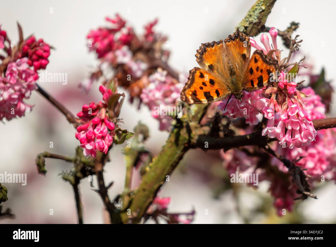 Winter snowball, bodnant snowball (Viburnum x bodnantense) with large ...