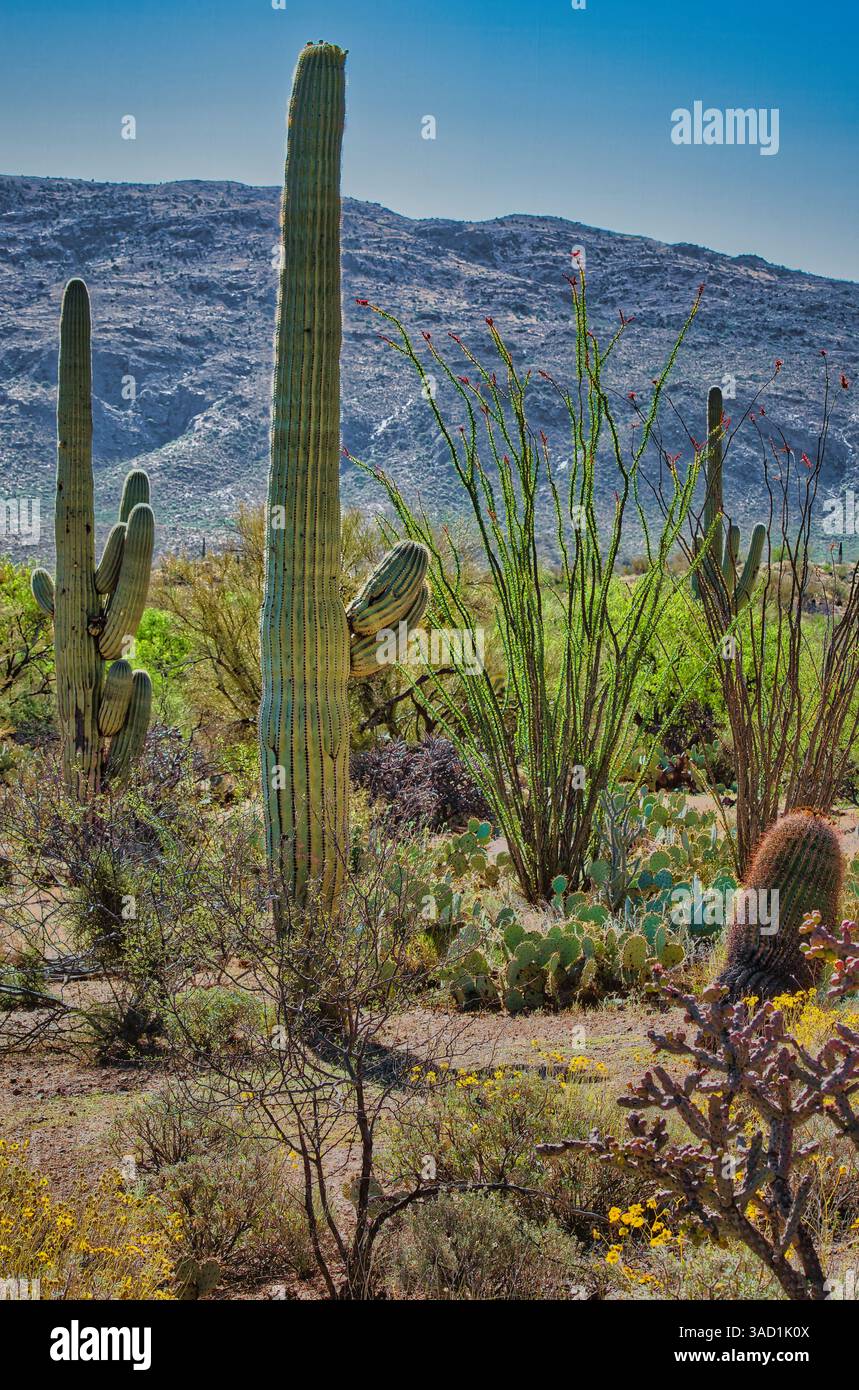 Saguaro National Park: a place to wander, explore, and connect with ...