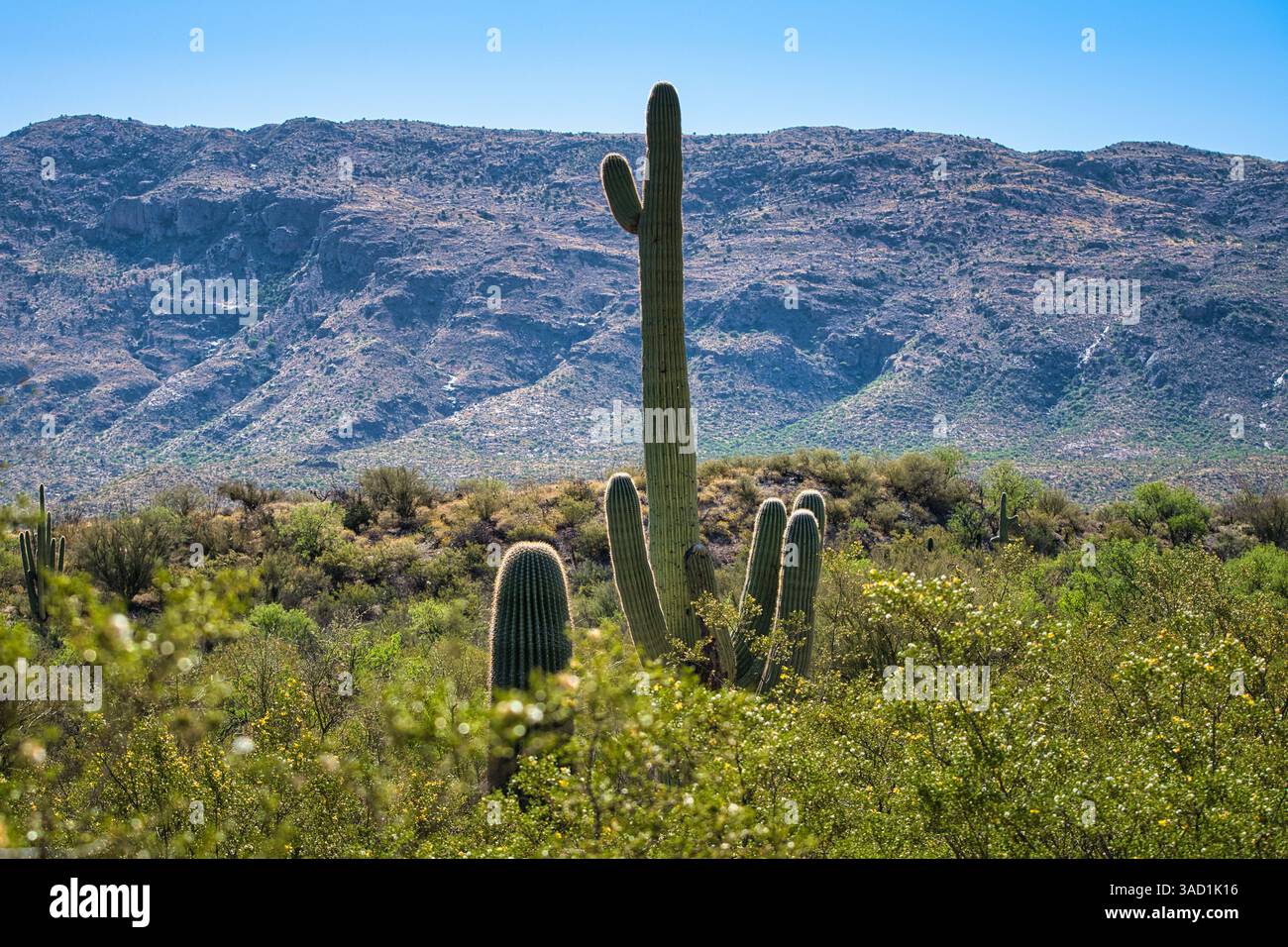 Saguaro National Park: a place to wander, explore, and connect with ...