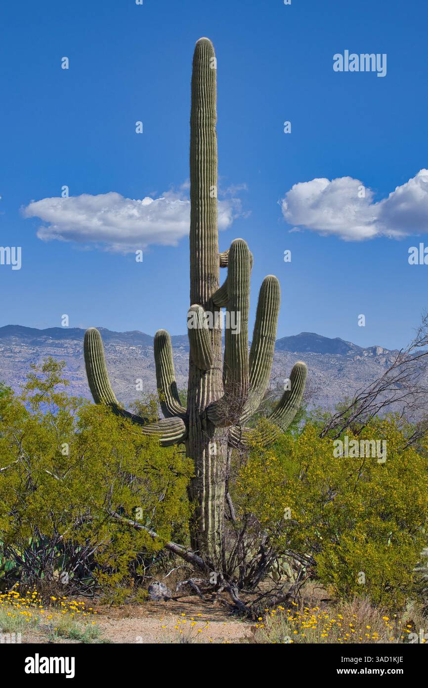 Saguaro National Park: a place to wander, explore, and connect with ...