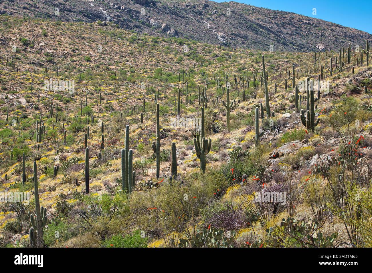 Saguaro National Park: a place to wander, explore, and connect with ...