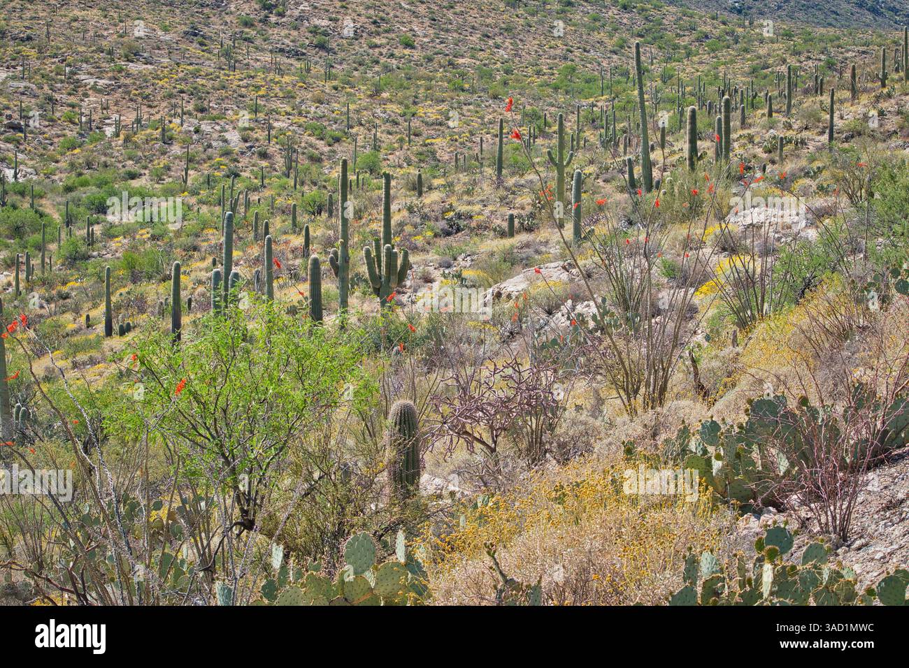Saguaro National Park: a place to wander, explore, and connect with ...