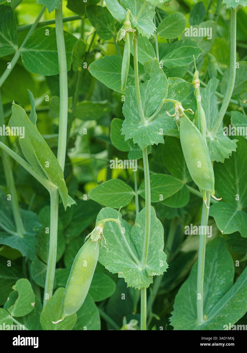 Wando peas hi-res stock photography and images - Alamy