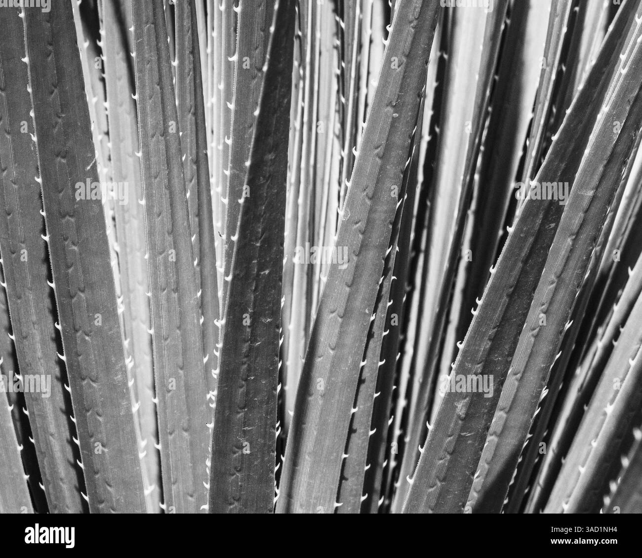 Sotol, Dasylirion wheeleri, Chiricahua Desert, New Mexico Stock Photo ...
