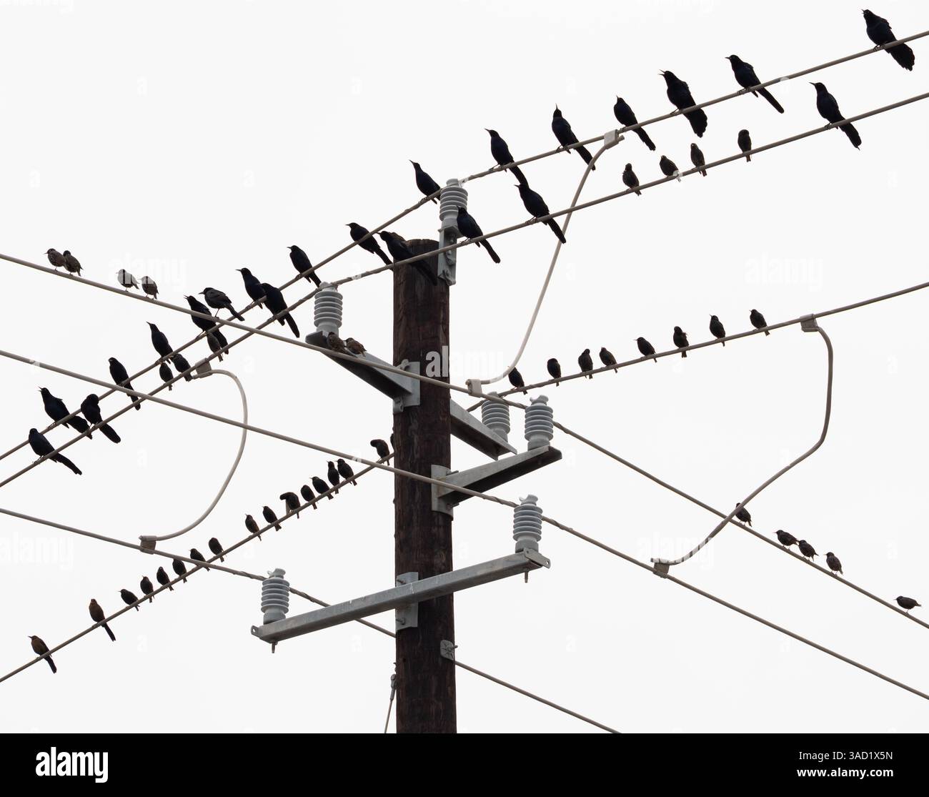 Grackles hi-res stock photography and images - Alamy